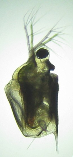 Crustaceen | LimSa Gewässerbüro